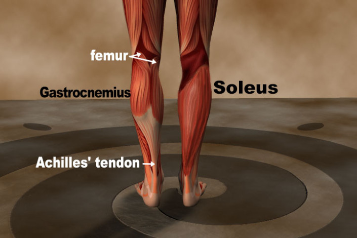 gastrocnemius muscle - Real Bodywork