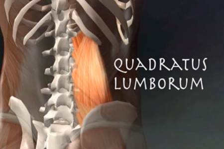 Lesson 6. Quadratus Lumborum - Real Bodywork
