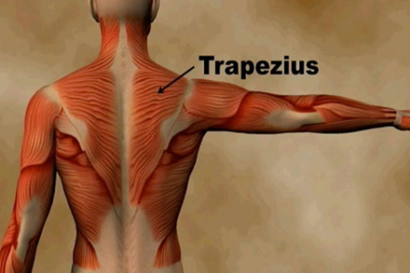 Muscular system - Real Bodywork