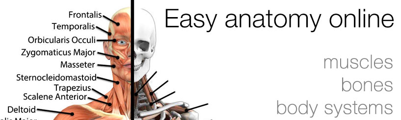 anatomy-online-banner - Real Bodywork