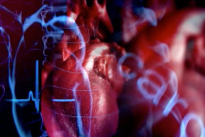 Circulatory system - Real Bodywork