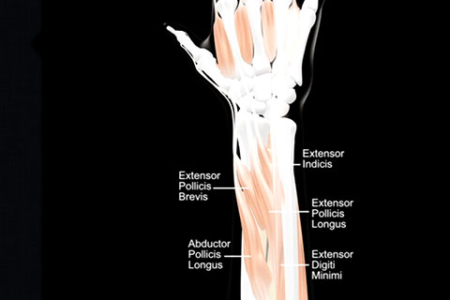 hand-muscles - Real Bodywork