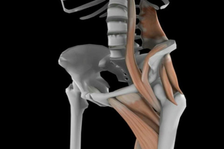 Hip muscles - Real Bodywork