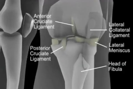 Knee muscles - Real Bodywork