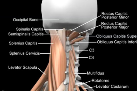 Neck muscles - Real Bodywork