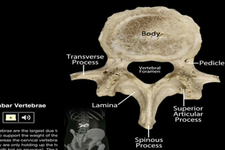 spine - Real Bodywork