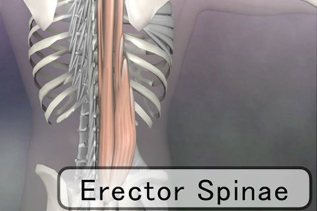 Spine muscles - brief - Real Bodywork